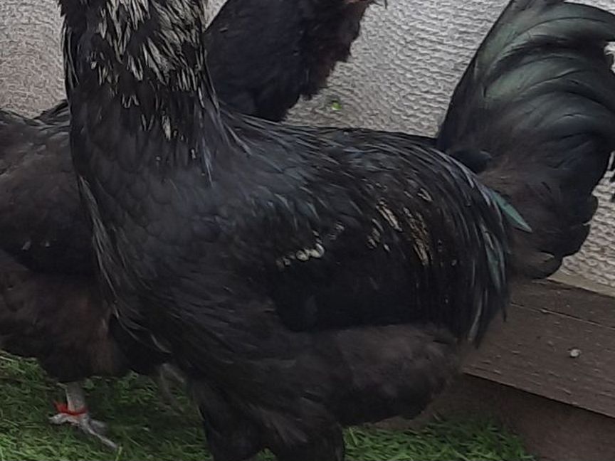 Молодые петухи