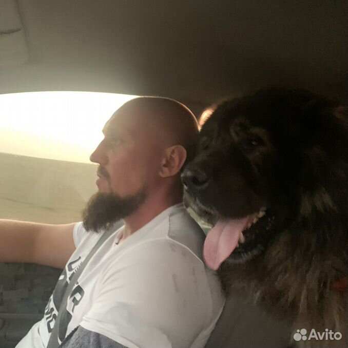 Кавказская овчарка. вязка. Ищем сучку