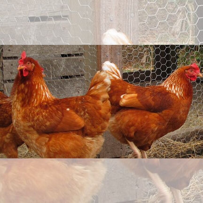 Куры на яйцо
