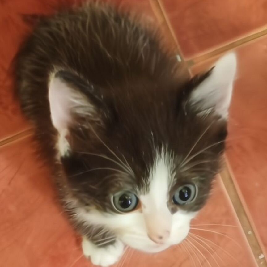 Котёнок в добрые руки