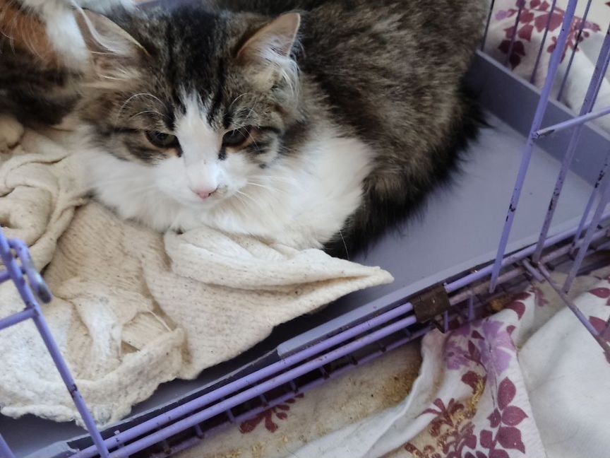 Кошки в добрые руки бесплатно