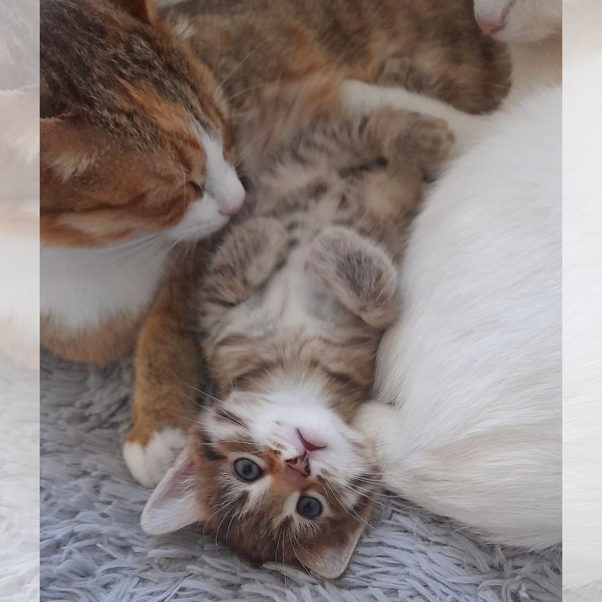 Котята в добрые руки бесплатно