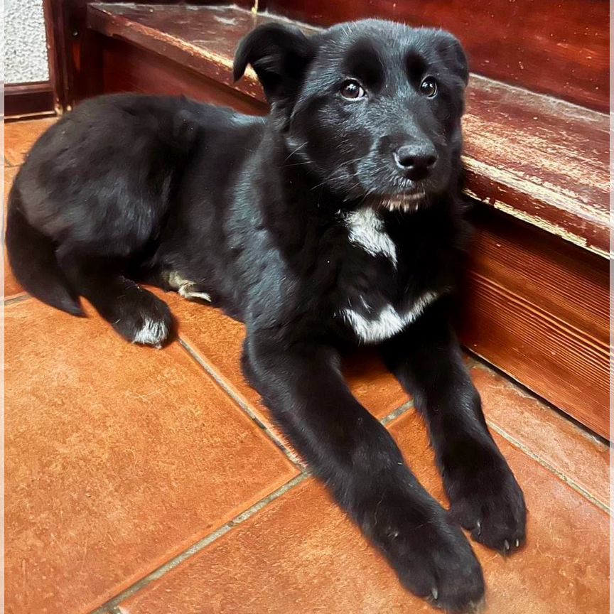 Щенок в добрые руки