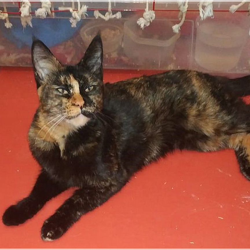 Взрослая кошка в добрые руки