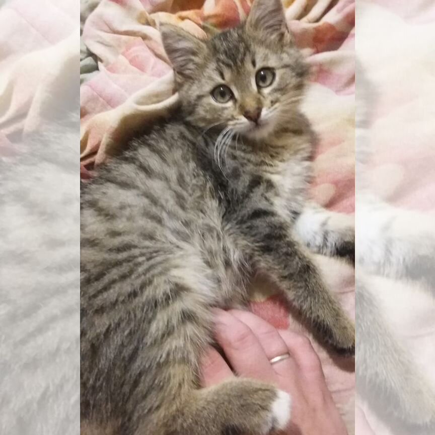 Котёнок