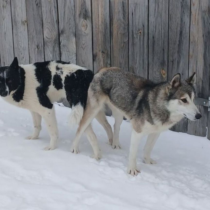 Лайка, взрослая собака