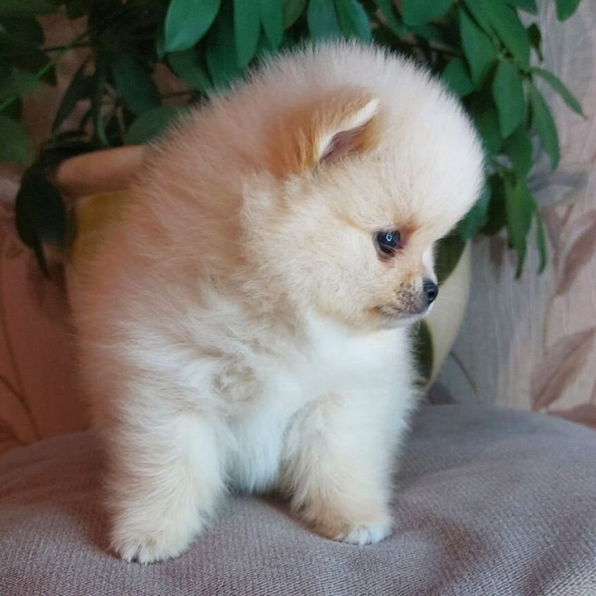 Померанский шпиц