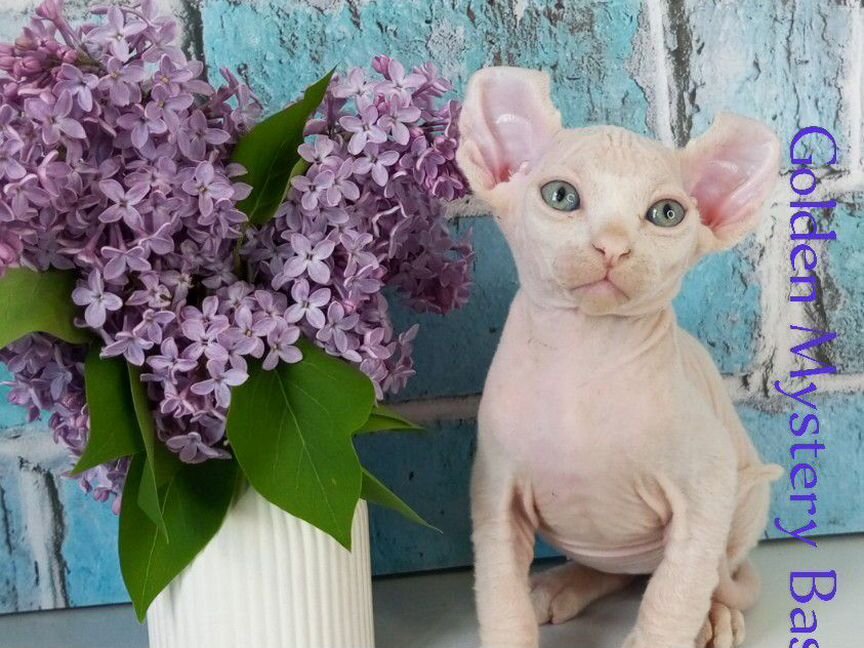 Сфинкс Эльф