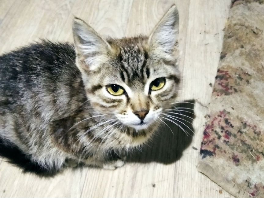 Котёнок Русский-садовый
