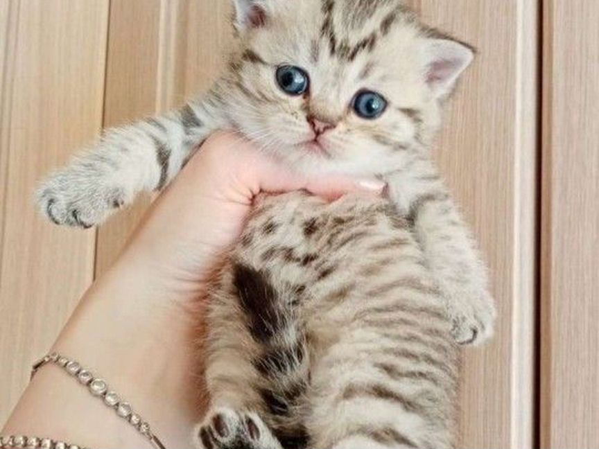 Шотландские плюшевые очаровашки