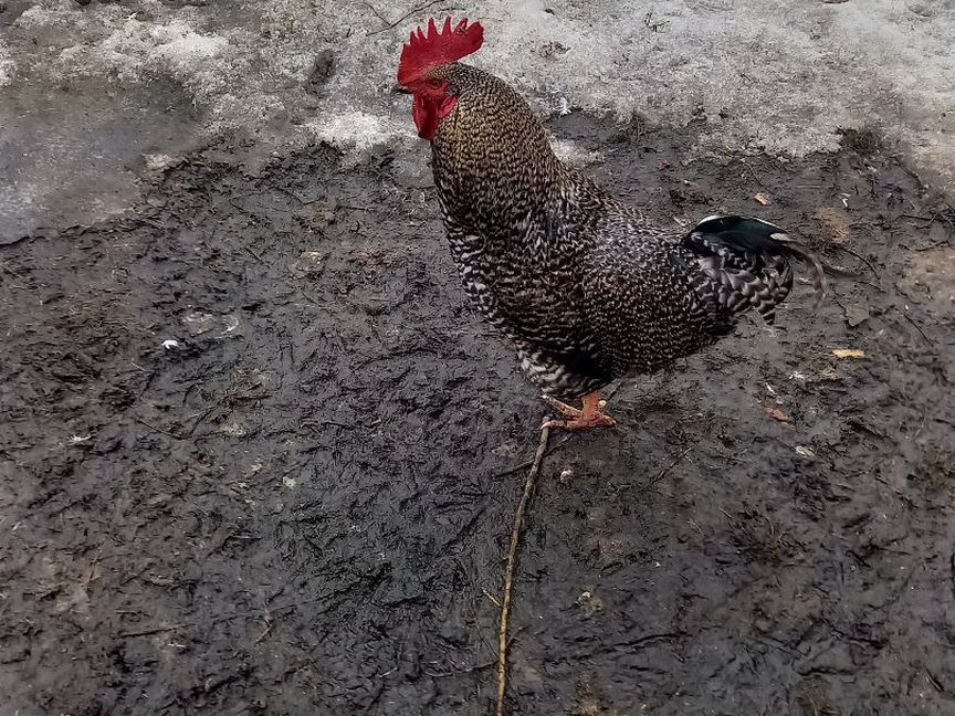 Фазаны 7мес. Кохинхины 7мес. Петух доминант.1000