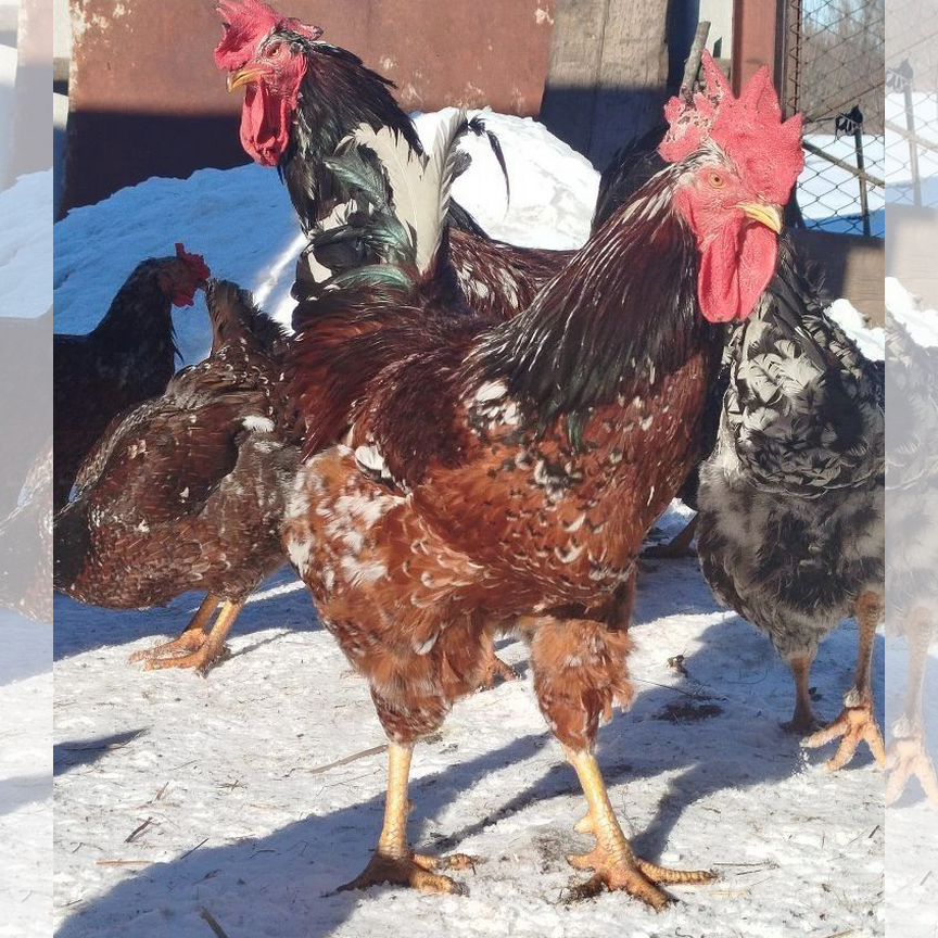 Инкубационное яйцо