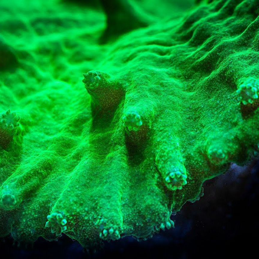 Синулярия ультра зелёная