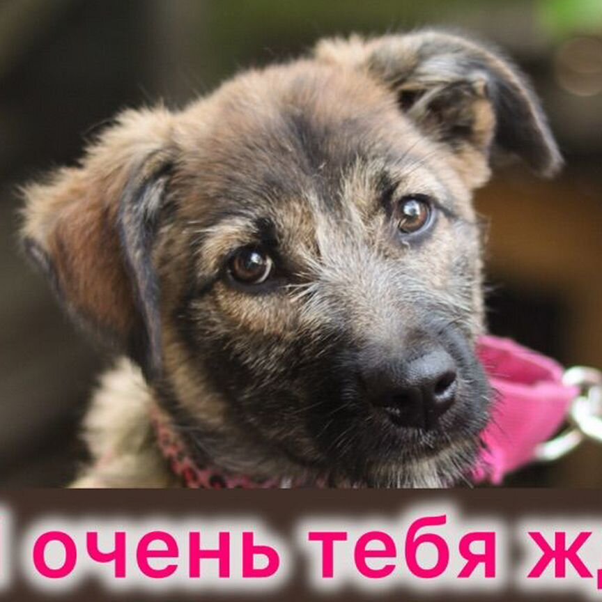 Агата тот самый щенок в добрые руки