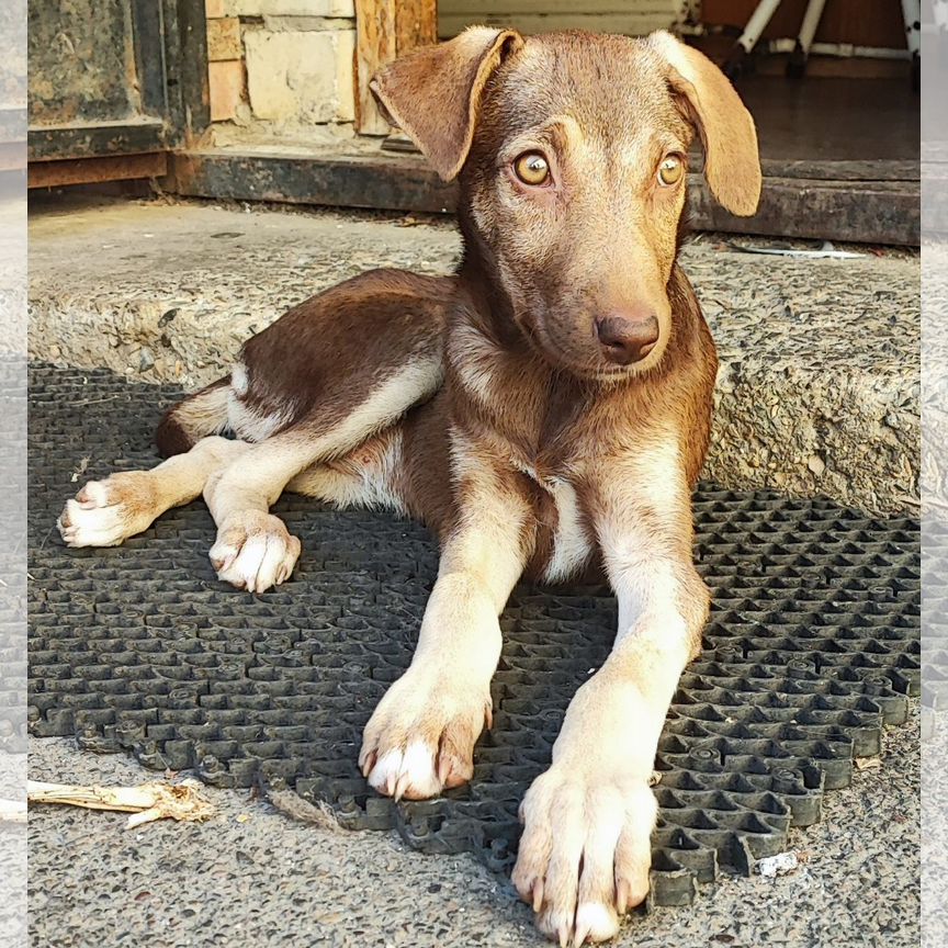 Джесси - дворянка с повадками аристократки