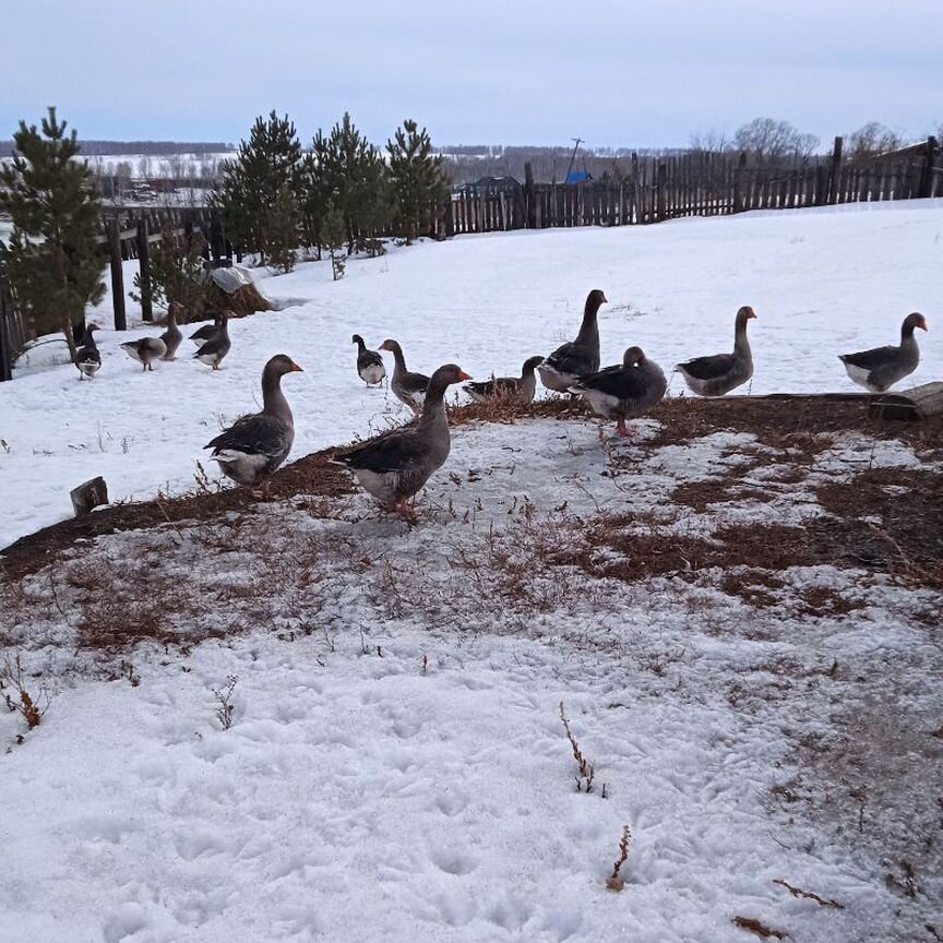 Яйцо гусиное