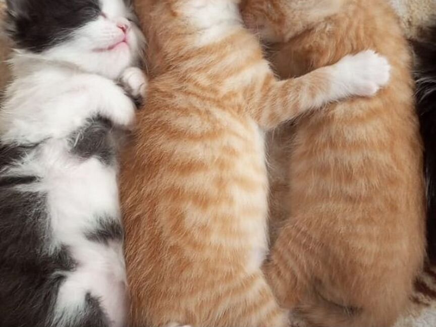 Котята в добрые руки
