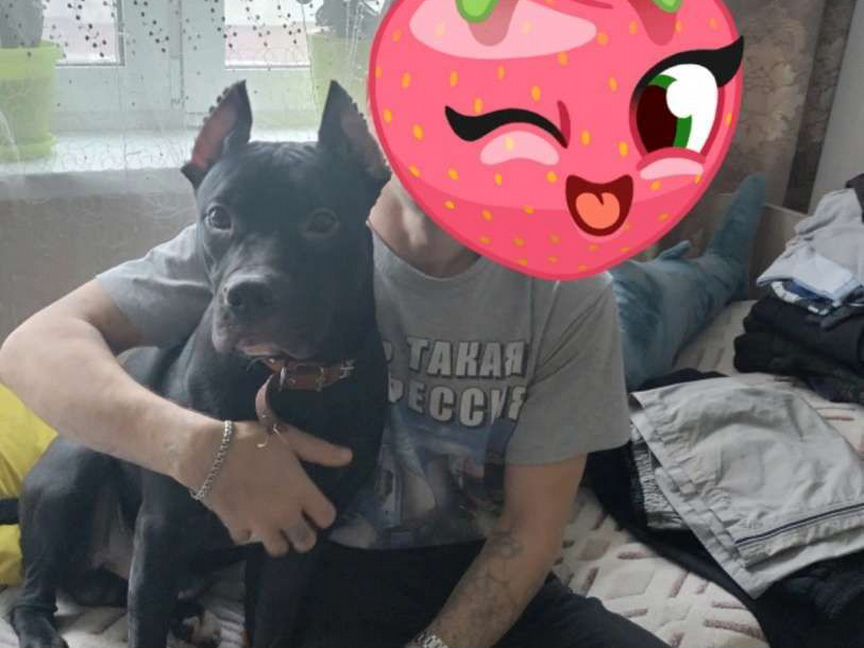 Собака в добрые руки