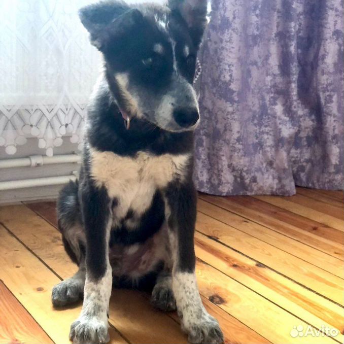 Щенок мальчик Барон 4 мес ищет дом