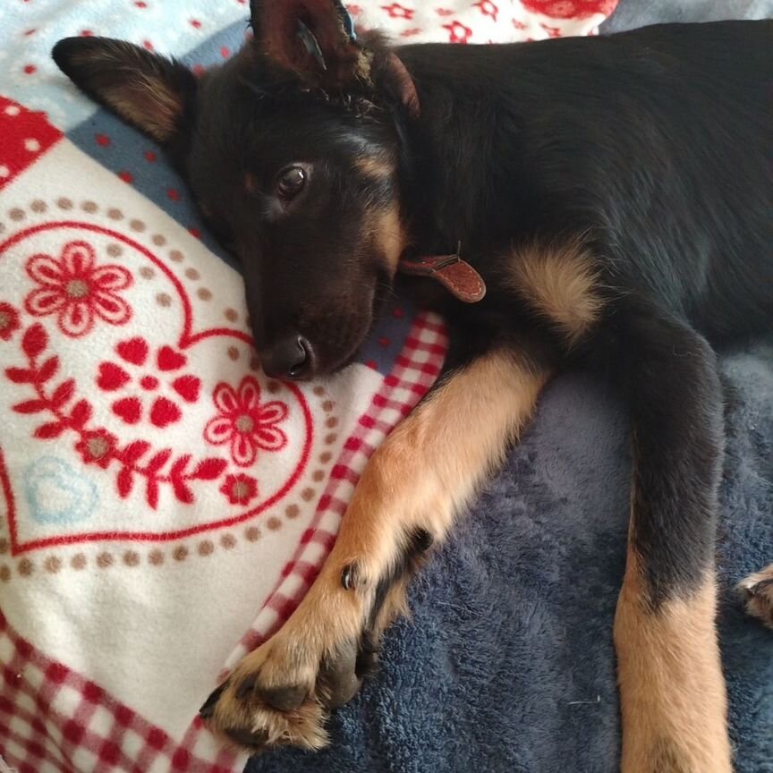 Отдам бесплатно щенка в добрые руки