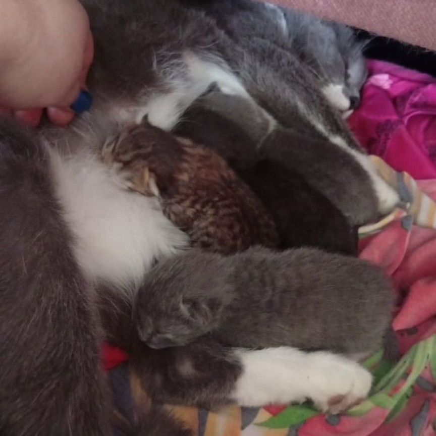 Отдам прекрасных котят в добрые руки