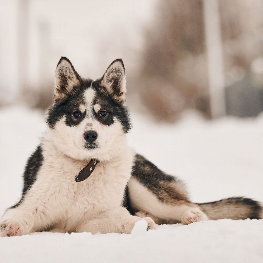 Щенок в добрые руки