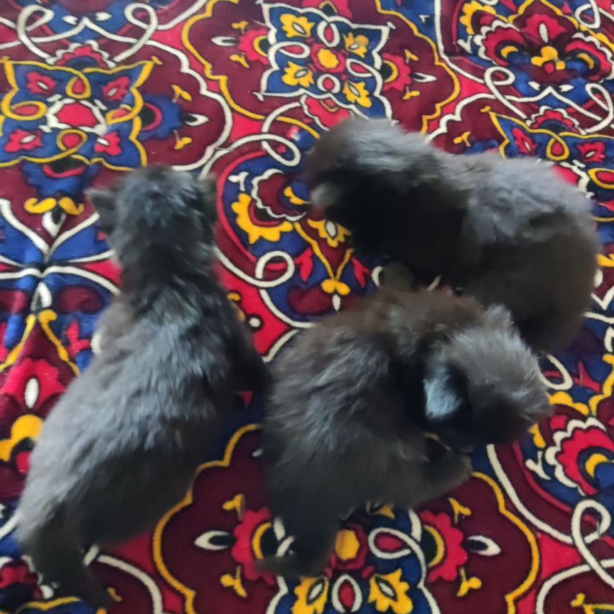 Котята в добрые руки