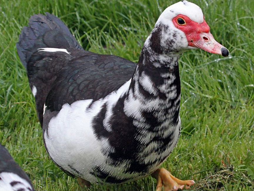 Индоутки самки