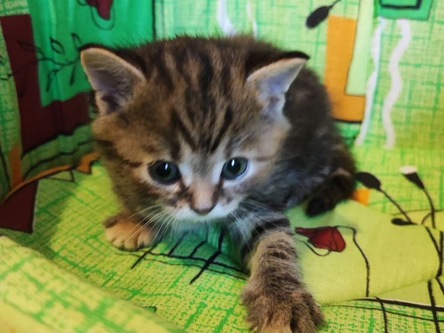 Котята
