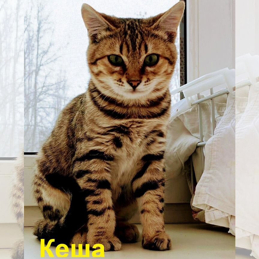 Котята бенгалы 4-5 месяцев