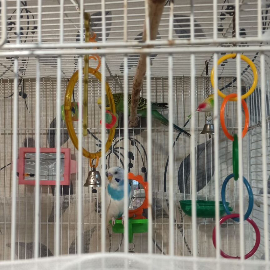 Волнистый попугай с клеткой