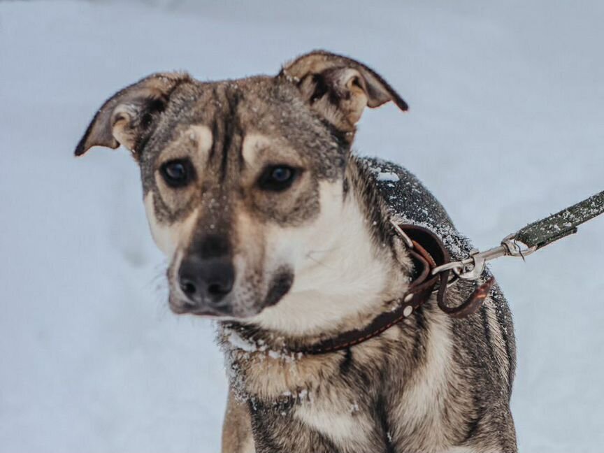 Собака из приюта: робкая Ники