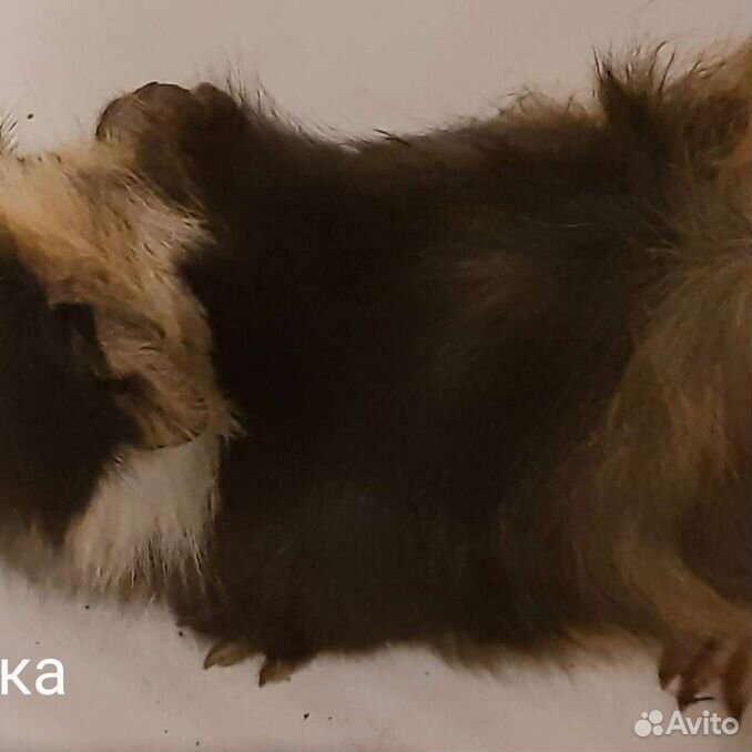 Морские свинки, отец Англиский селф