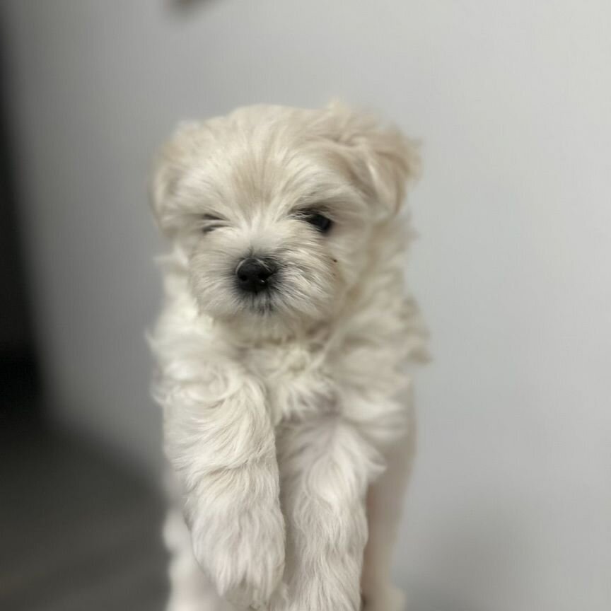 Щенки мальтезе