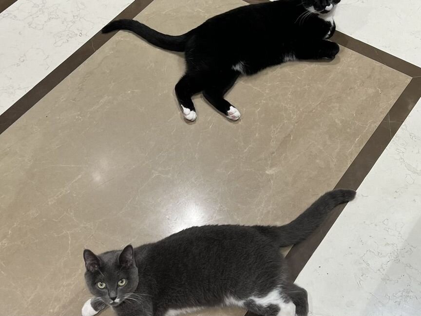 Кот и Кошечка