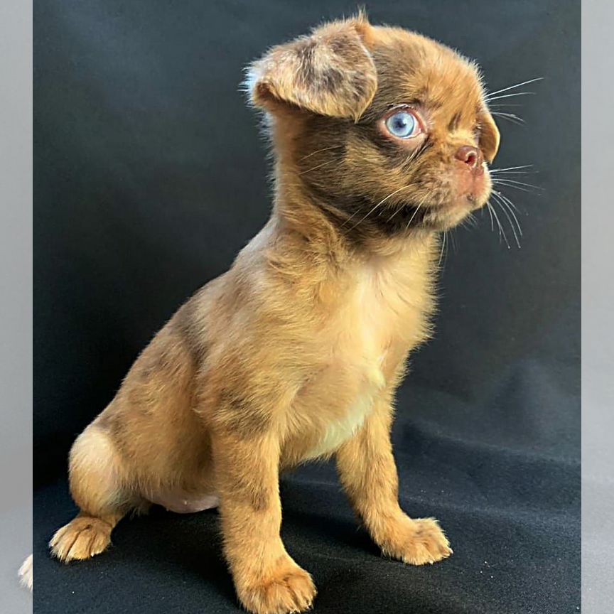 Чихуахуа, щенок