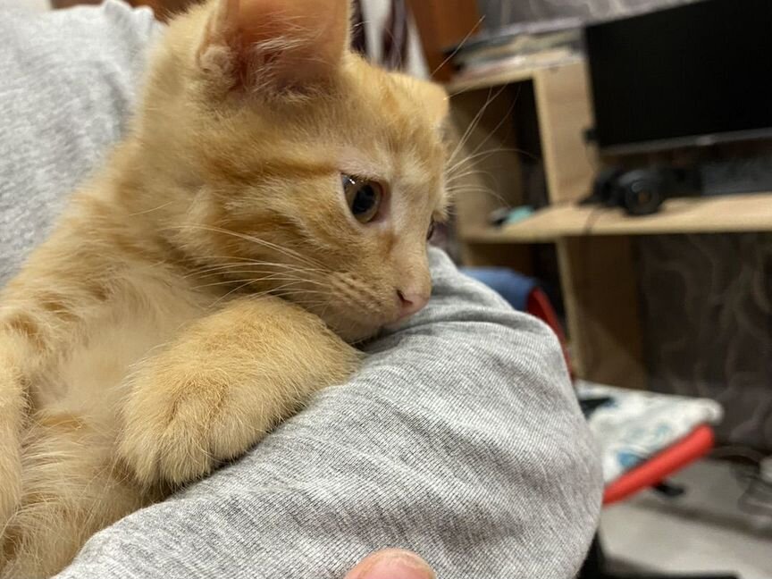 Отлам котенка