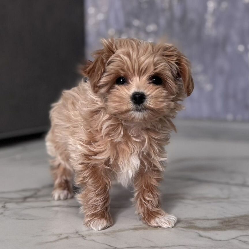 Мальтипу мини