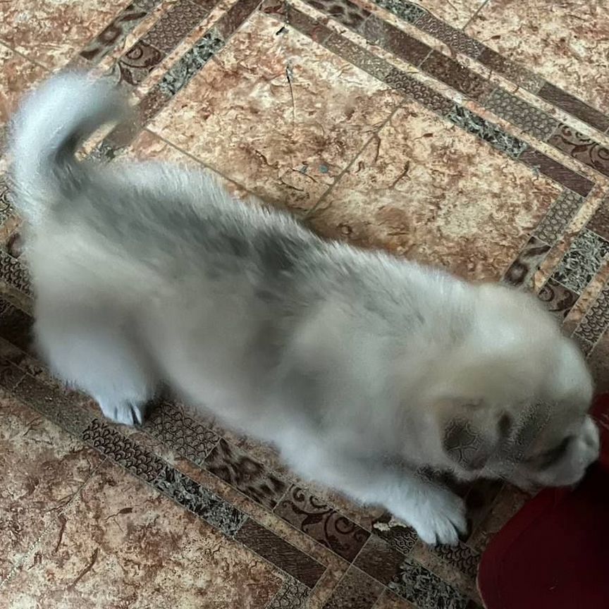 Щенки