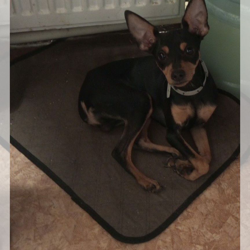 Вязка пинчер