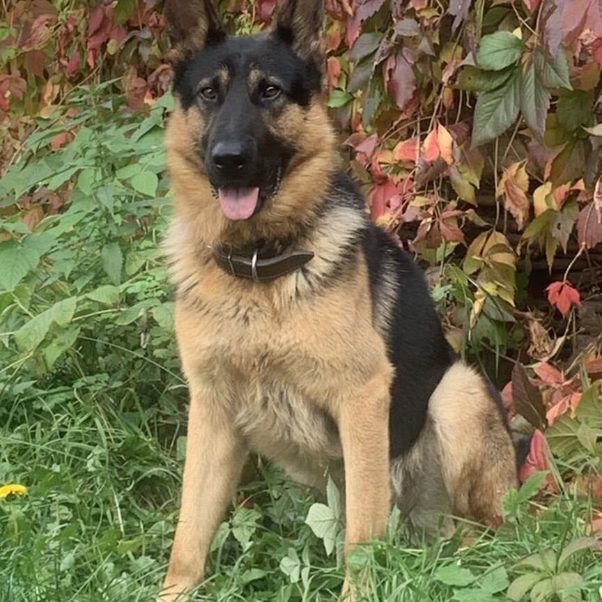 Немецкая овчарка, вязка