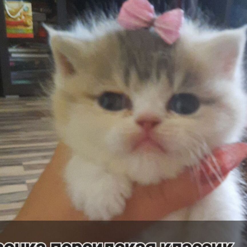Котёнок персидский классик