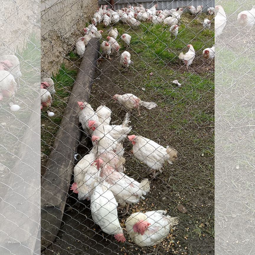 Курочки Леггорн