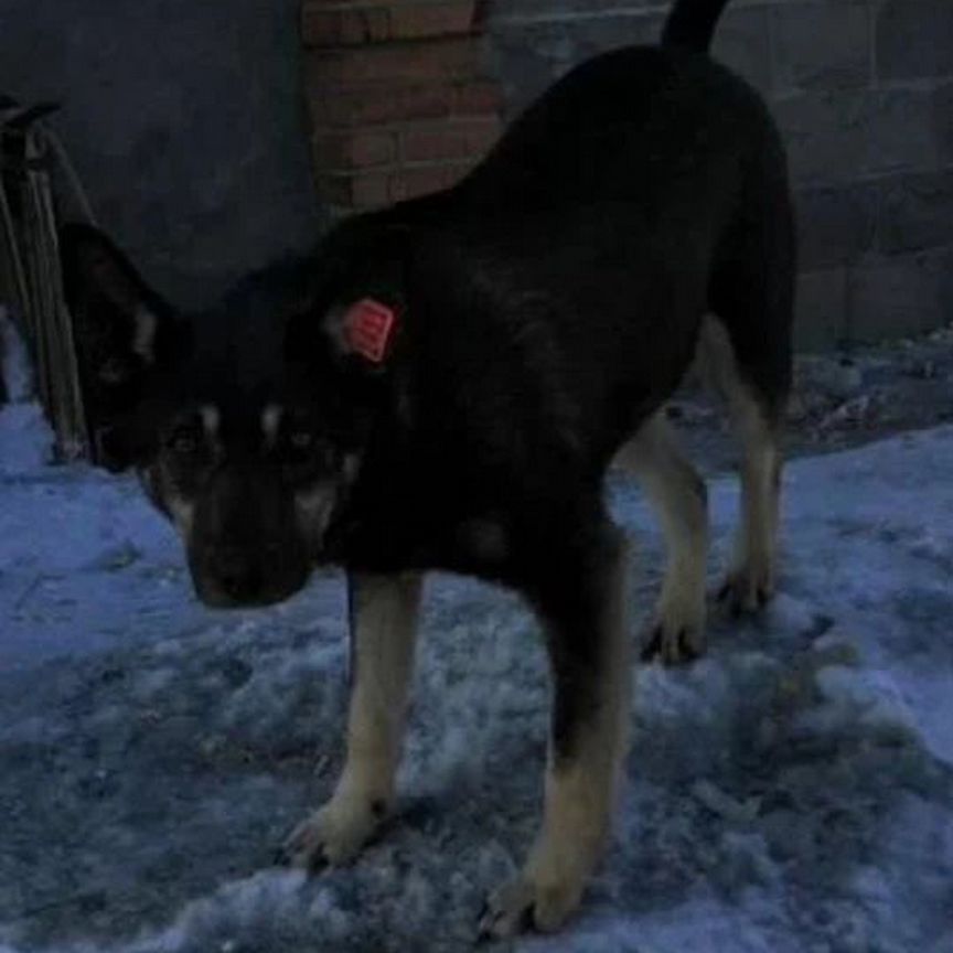 Немецкая овчарка, взрослая собака