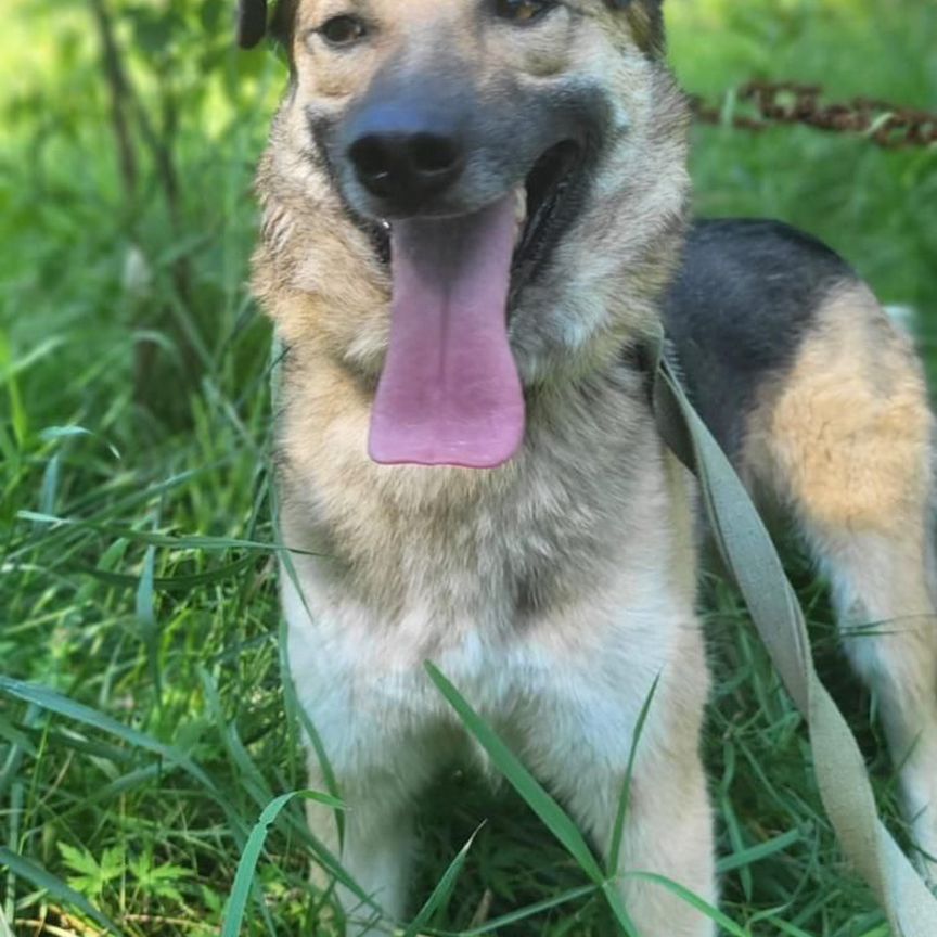 Камилла молодая собачка в добрые руки