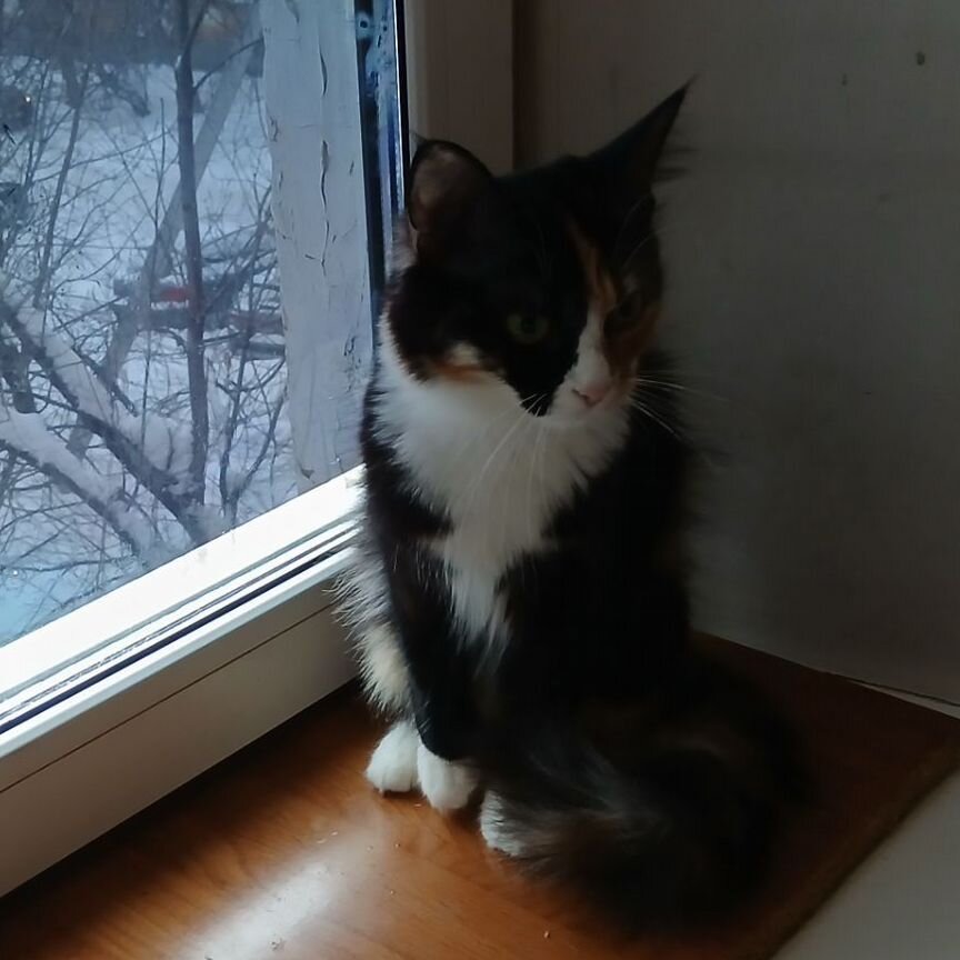 Котёнок от частного владельца