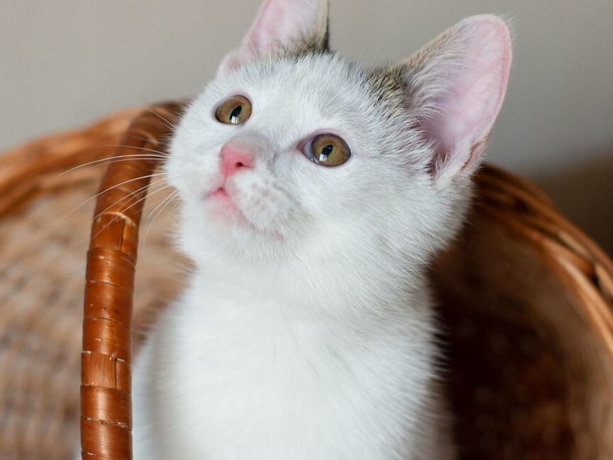 Ласковая котейка