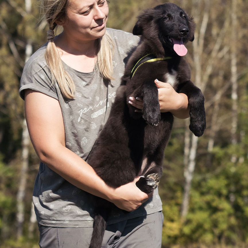 Отдам небольшого щенка подростка