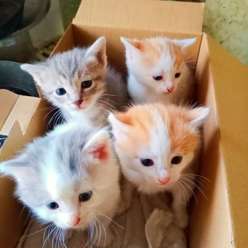 Котята трехцветные