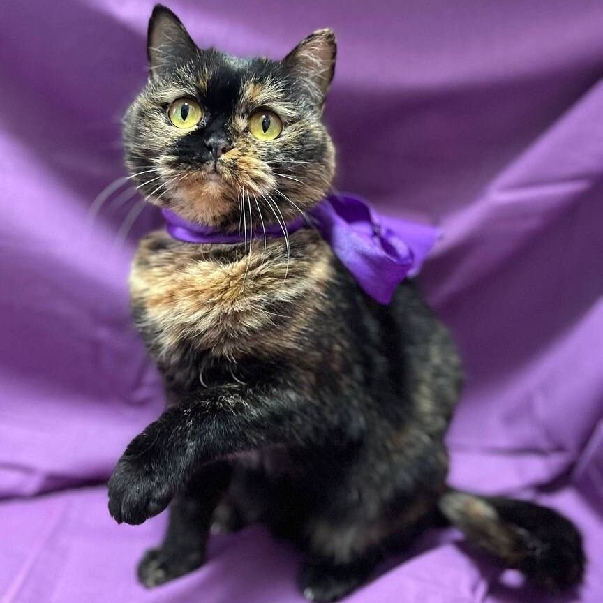 Взрослая, кошка в добрые руки